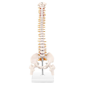 Mini Spine Anatomy Model, Human Spine Model, with Spinal Disc Pelvis Model, Perfect for Learning and Teaching(1/2 Life Size)