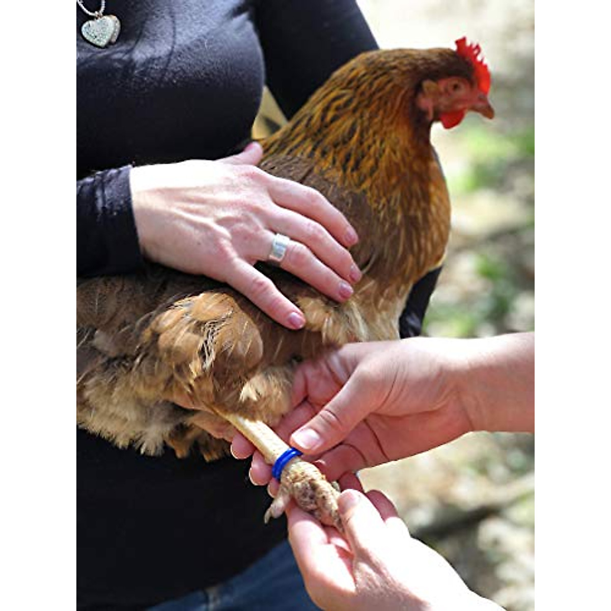 Happy Hen Treats Spiral Leg Bands for Pets, Size 9