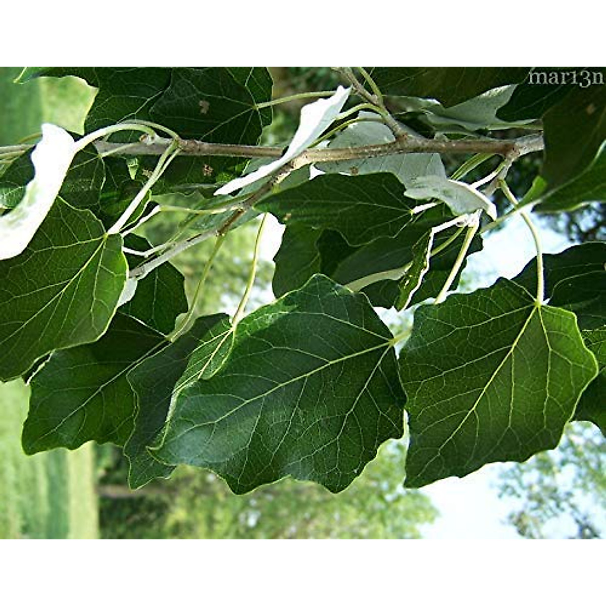 10 Fast Growing Trees - 10 Hybrid Poplar Tree Cuttings - Fast Growing Shade or Privacy Trees - Very Attractive and Good for The Enviornment