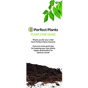 Arbequina Olive Tree - Live Plant, Includes Special Blend Plant Food & Planting Guide- Size (3-4FT)