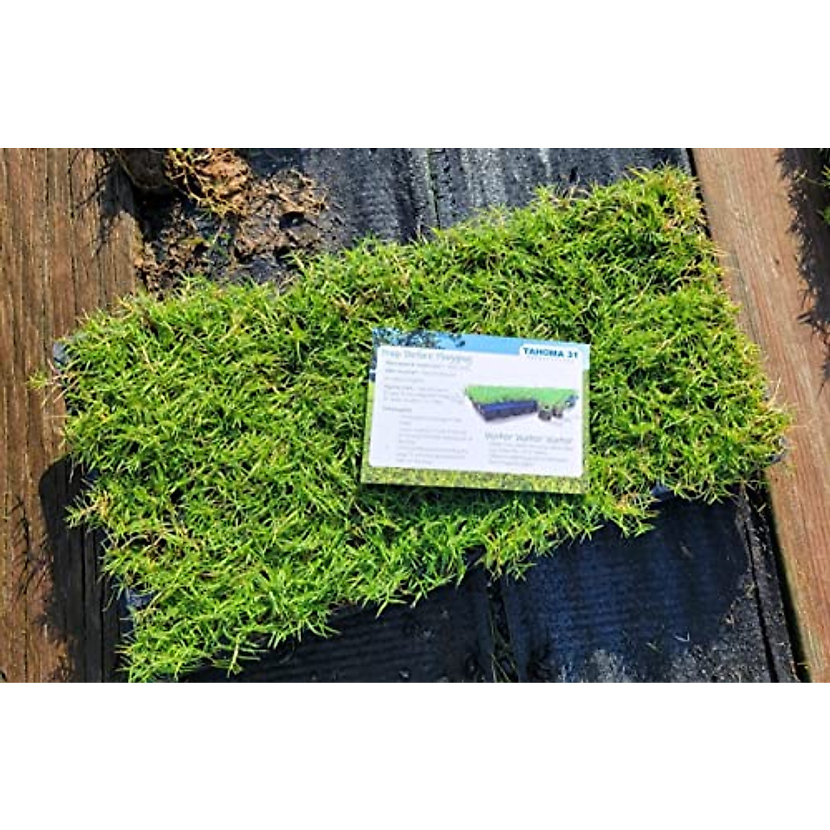Tahoma 31 | Bermuda Grass Plugs - 100 Large Plugs, Fast Growing, Low Maintenance, Green