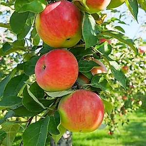 2 Honeycrisp Apple Tree Live Plant 1Ft to 2Ft Fruit Tree Tall No Ship CA Planting Ornaments Perennial Garden Ready to Grow Pots