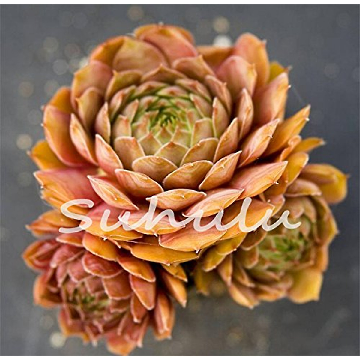 200 Pcs Sale!Hens And Chicks Succulent Mix Seeds (Sempervivum Hybridum) Bonsai Plant Flower Seeds For Home Garden 16