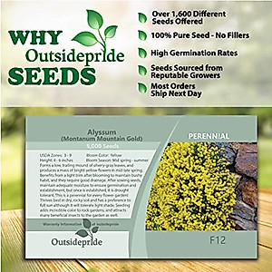 Outsidepride Alyssum Mountain Gold Yellow Ground Cover Plant Flower Seeds - 5000 Seeds
