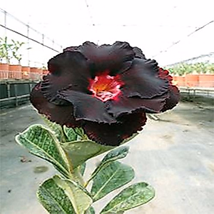 8 Black and Red Desert Rose Seeds Adenium Obesum Exotic Tropical Flower Seed Flowers Bloom Perennial, Potted Plant & Bonsai, Easy to Grow -QAUZUY GARDEN