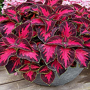 Outsidepride Coleus Chocolate Cherry Foliage Indoor Or Outdoor House Plant Flower Seeds -10 Seeds