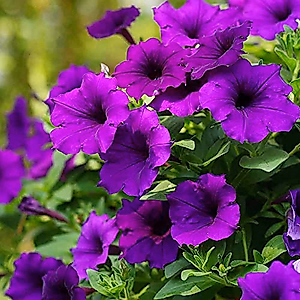 Petunia Seeds Perennial Annual Low Maintenance Showy Attracts Butterflies & Hummingbirds GMO Free Bed Border Edging Hanging Baskets Patio Container Outdoor 250Pcs Mixed Colors by YEGAOL Garden