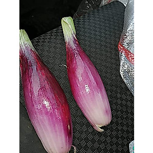 RAISE ME UP: Seeds Red Banana Shallot Onion Non GMO Heirloom