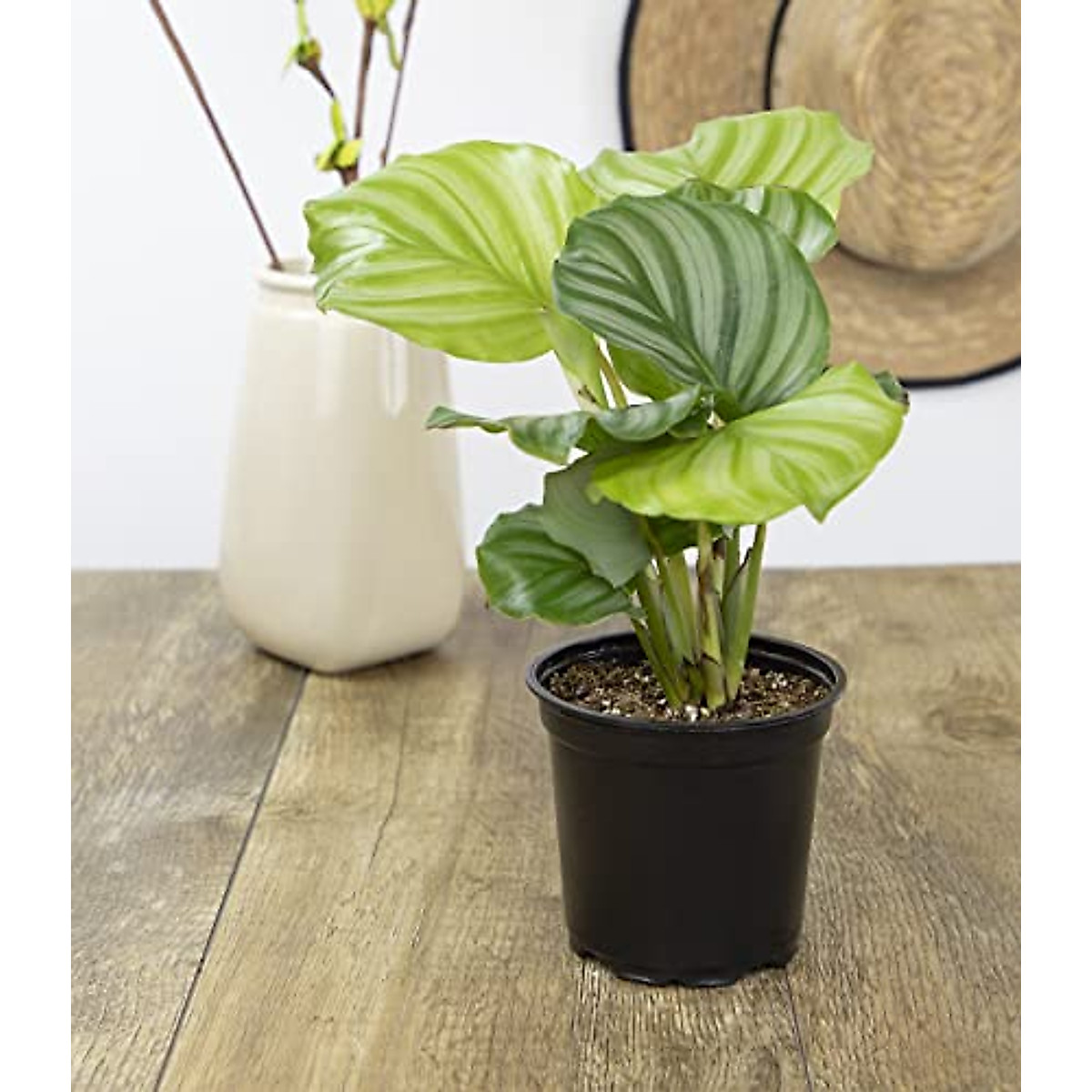 Calathea Plant Live Prayer Plant Live Indoor Plant, Calathea Live Plant Live House Plant Live Plants Indoor, Live Indoor Plants Live Houseplants Live Prayer Plants Live House Plants by Plants for Pets