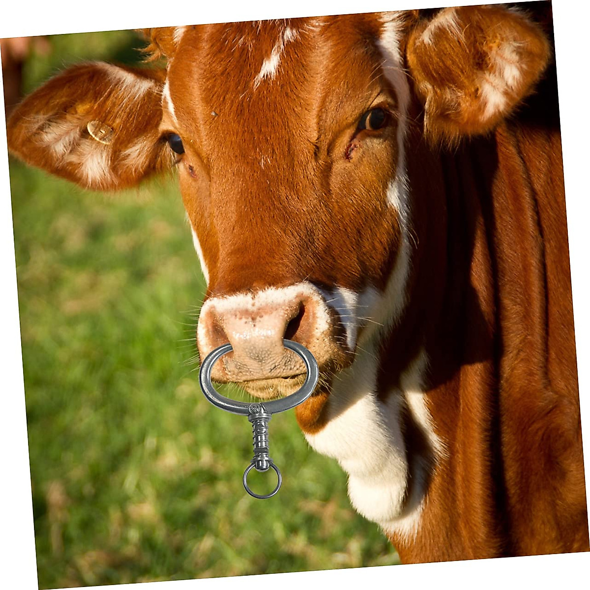 Yardwe 3pcs Spring Loaded Bull Nose Ring Stainless Steel Nose Ring Cattle Pliers Ring Farm Animal Pulling Tool Cow Nose Piercing Traction Nose Rings Cattle Traction Ring Livestock Supply