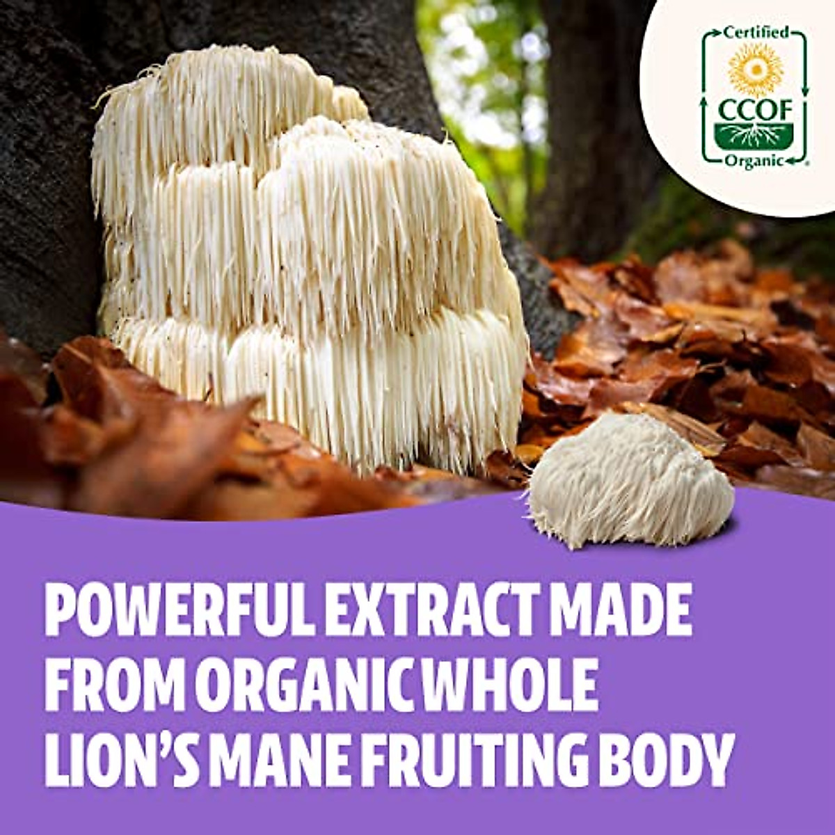 FreshCap Lion's Mane Mushroom Supplement - Natural Nootropic for Brain Health, Cognition and Mood- Two Month Supply (120 Capsules) - Organic and Dual Extracted 1000 mg