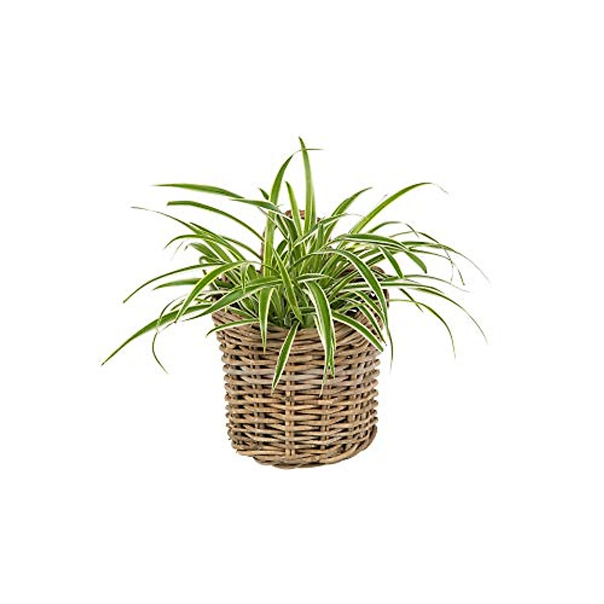 Kobo Wall Basket, Small, Gray-Brown