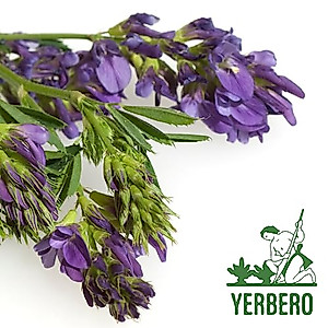 Yerbero - Alfalfa Loose Herbal Tea 3.5oz (100gr) | Medicago Sativa | Te de Alfalfa | Stand Up Resealable Bag Crafted By Nature100% All Natural Fresh Tea | Non-GMO | From Mexico