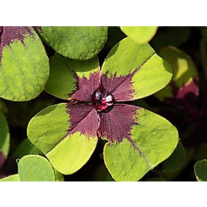 Oxalis Shamrock 'Iron Cross' (20 Pack) Plant Bulbs for Gardening - Green & Purple Foliage & Pink Flowering Blooms, Professionally Grown from Easy to Grow