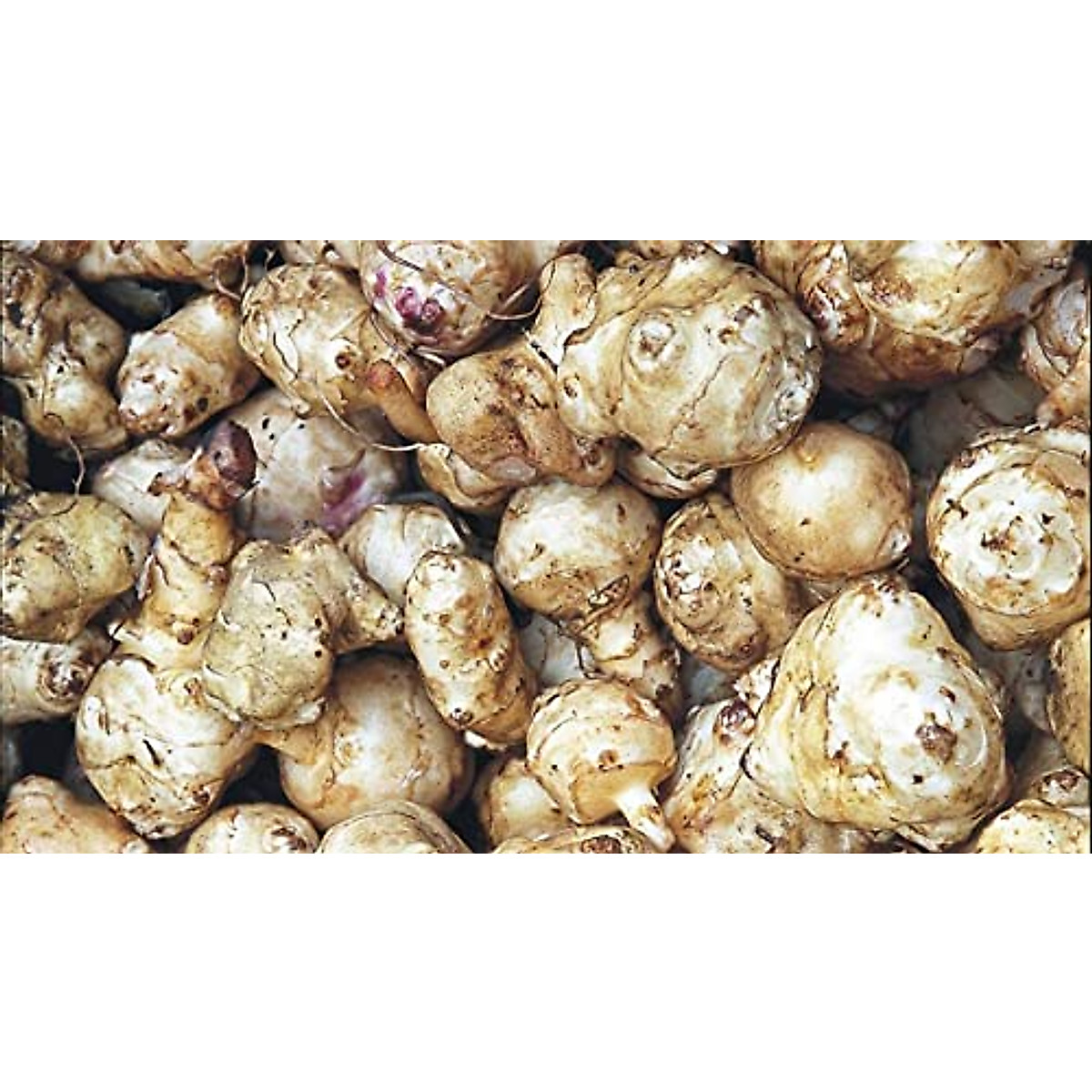 Jerusalem Artichoke Tubers Planting, 0.5 LB Ornaments Garden Perennials Simple to Grow Pots Gift