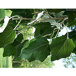 10 Fast Growing Trees - 10 Hybrid Poplar Tree Cuttings - Fast Growing Shade or Privacy Trees - Very Attractive and Good for The Enviornment
