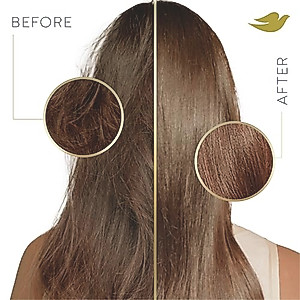 Dove Conditioner Coconut & Hydration Pack of 4 for Dry Hair Conditioner with Coconut Oil, Jojoba Oil & Sweet Almond Oil 31 oz