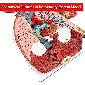 Veipho Human Lung Model, Respiratory System Model with 51 Parts Indication Signs, 7 Removable Parts Life Size Lung Model, Lung Anatomical Model, Includes Heart and Throat & Base and Chart