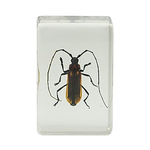 Celestron 44407 3D Bug Specimen Kit #1 (Black, Brown, Yellow)