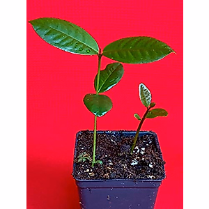 Purple Malay Apple Syzygium malaccense Fruit Tree Starter Potted Plant Very Rare
