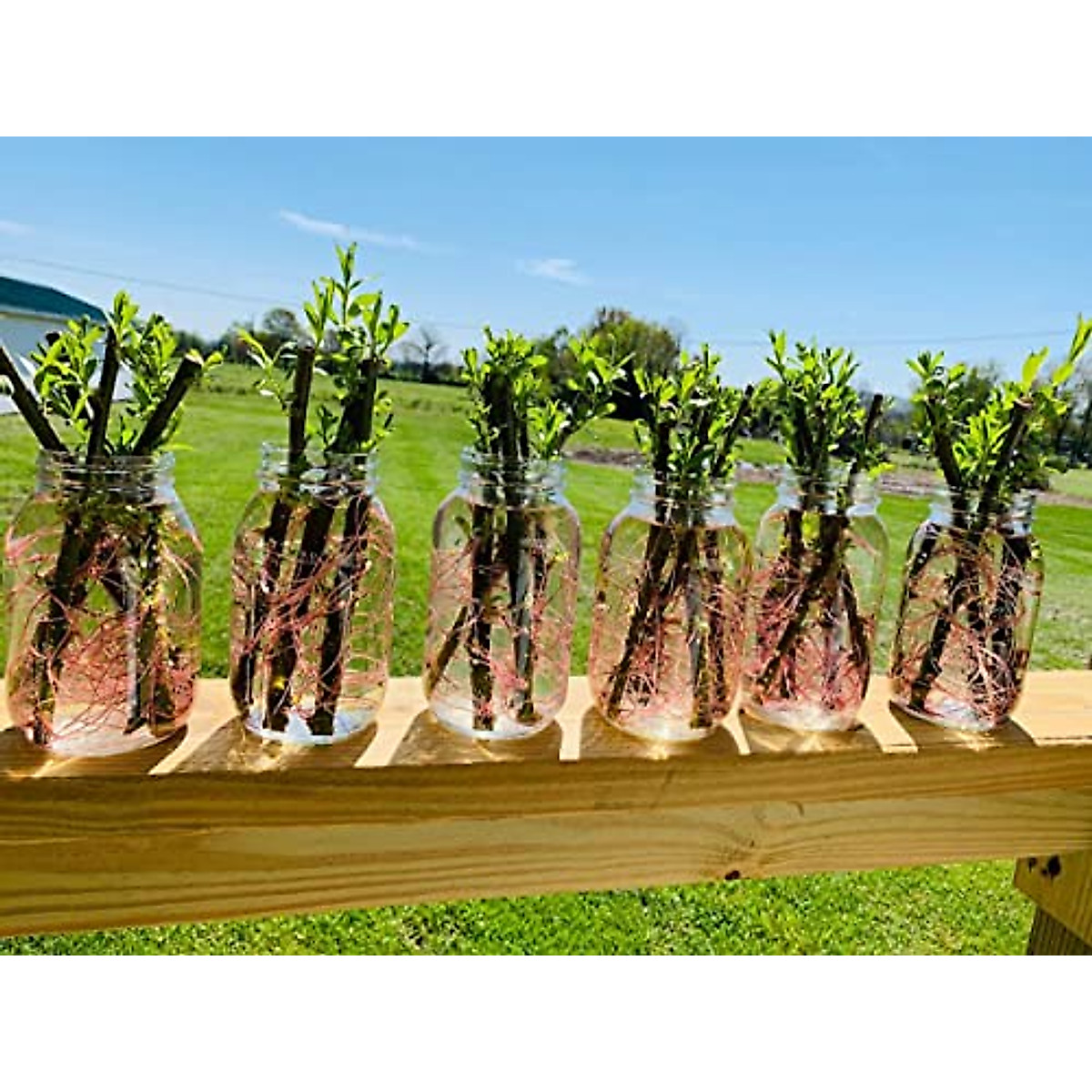 24 Hybrid Willow Trees. Austree Grows 12 Foot 1st Season. Create Instant Privacy Fence Hedge