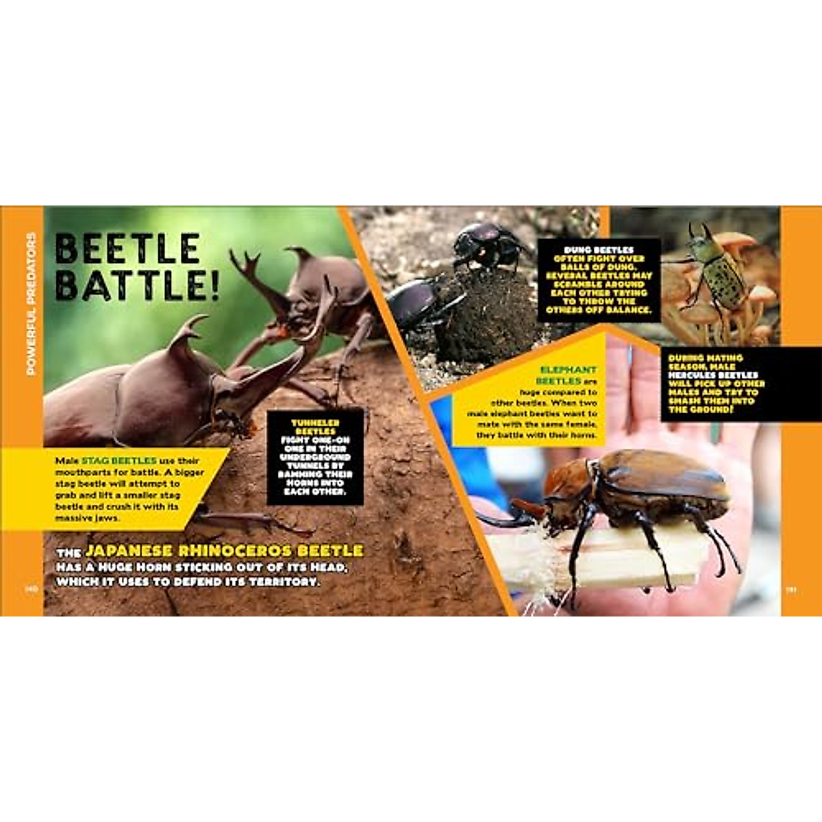 The Fascinating Bug Book for Kids: 500 Startling Facts! (Fascinating Facts)