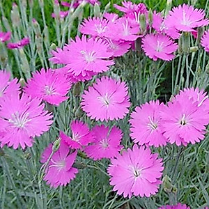 QAUZUY GARDEN 100 Seeds Pink Dianthus Cheddar Pinks Carnation Sweet William Seeds Perennial Flower Heirloom Ground Cover Easy to Grow