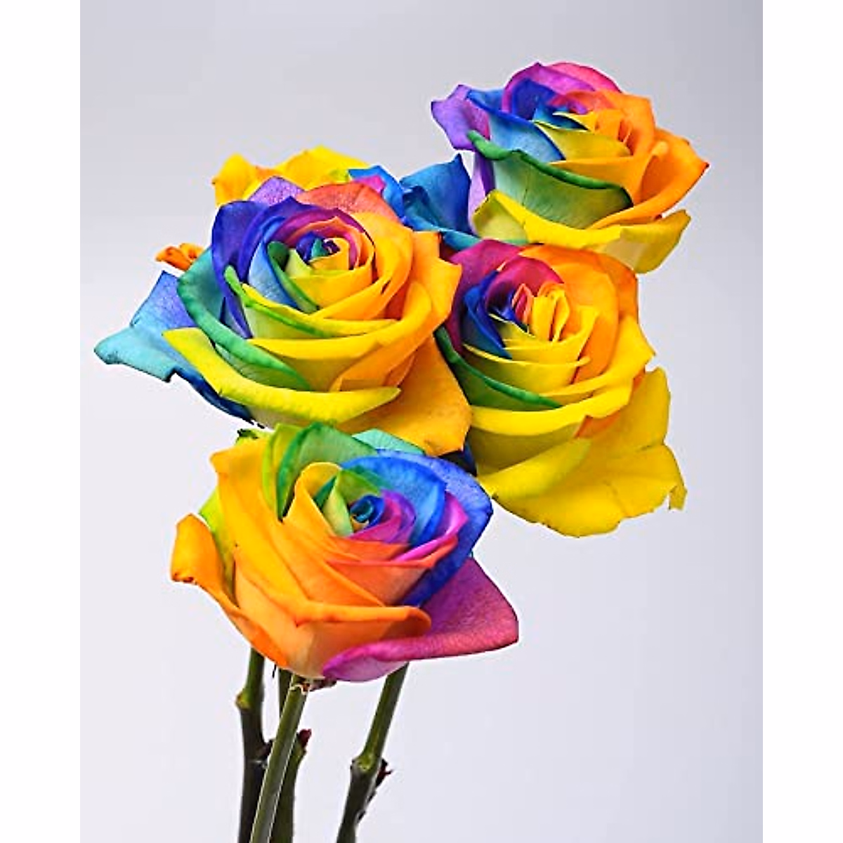200pcs Rainbow Color Rose Seeds for Planting, Hybrid Rare Rose, Perennial Shrub