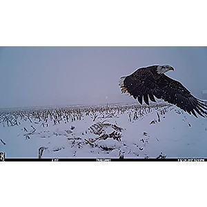 Browning Trail Cameras Browning Strike Force HD Pro-X Camera with 32 GB SD Card, Batteries, Card Reader, Reinforced Strap, and Spudz Microfiber Cloth Screen Cleaner