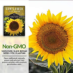 Survival Garden Seeds - Black Russian Sunflower Seed for Planting - Packet with Instructions to Plant and Grow Flowers for Oil or Bird Feed in Your Home Vegetable Garden - Non-GMO Heirloom Variety