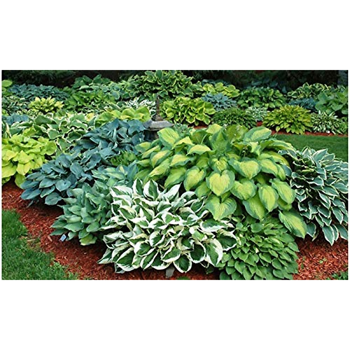 Hosta Perenial Mixed Bare Root Plans 9 Pack