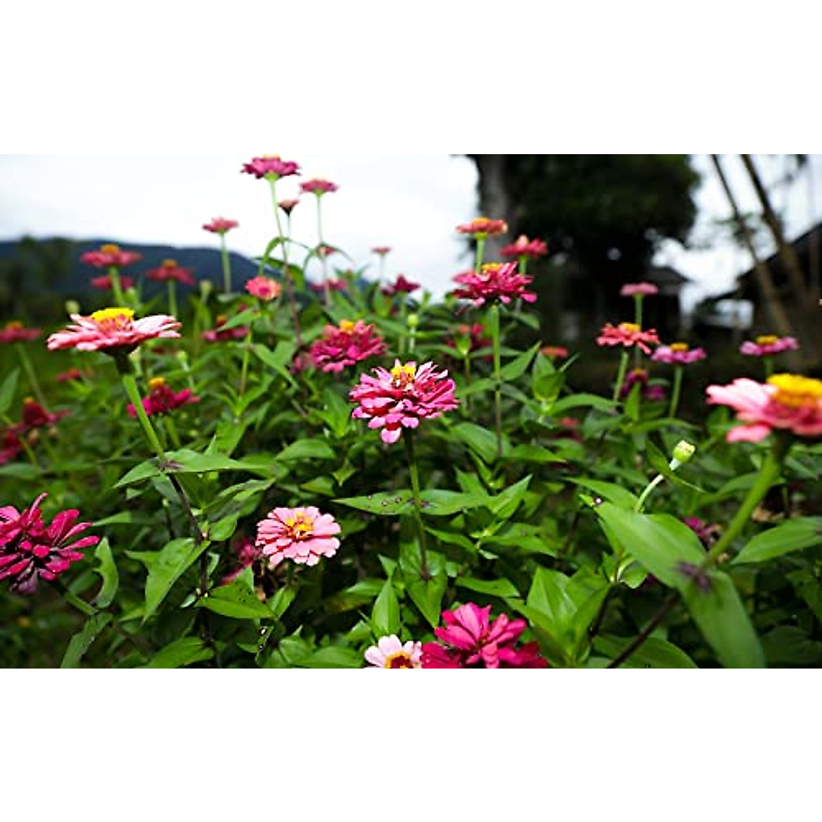 Zinnia "Merlot Mix" Flower Seeds for Planting, 200+ Flower Seeds Per Packet, Meteor, Purple Prince and Scarlet Flame Zinnias, Non GMO & Heirloom Seeds, Botanical Name: Zinnia elegans