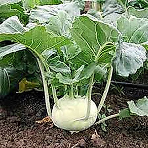 Kohlrabi Seed, Early White Vienna, Heirloom, Non GMO, 25 Seeds,