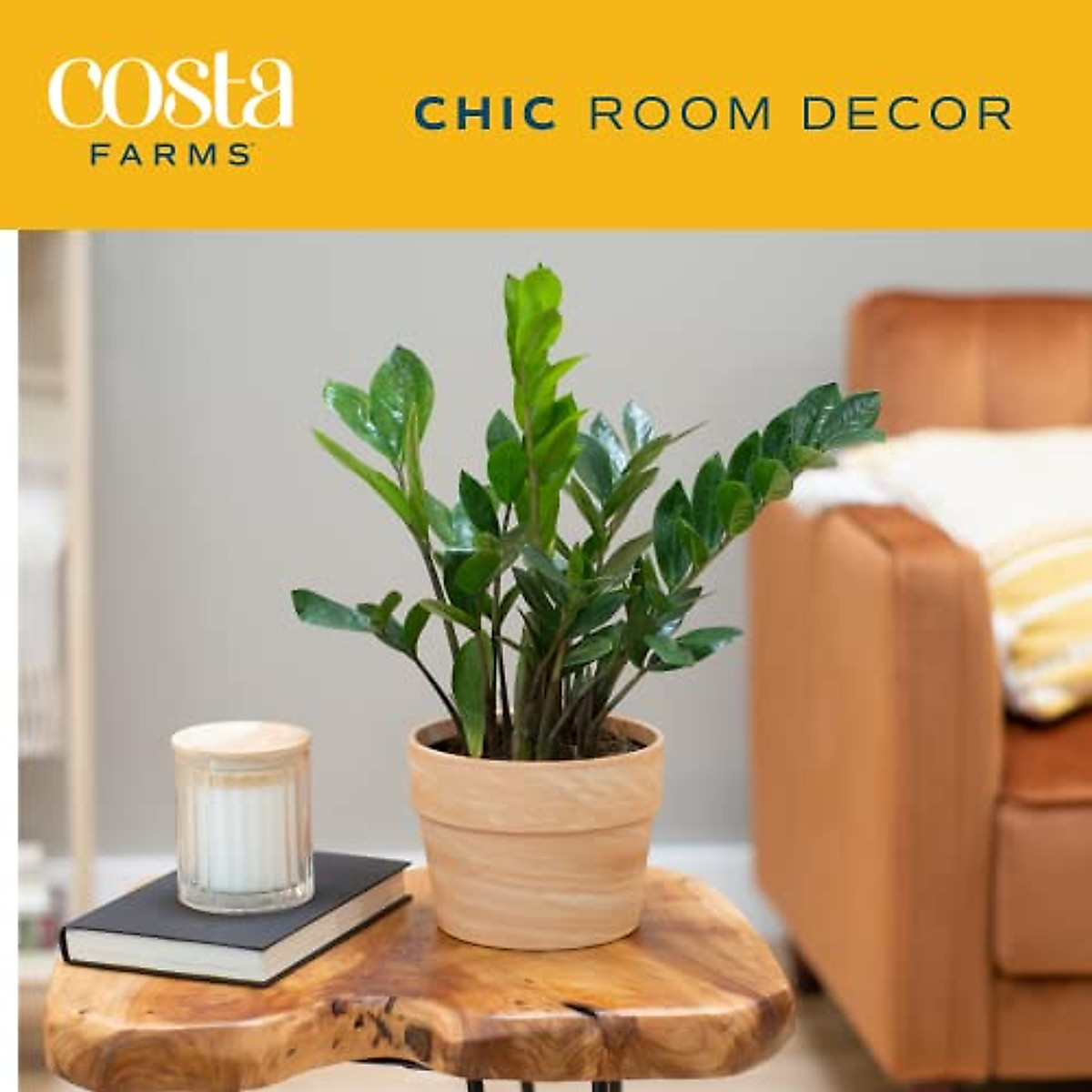 Costa Farms ZZ Plant, Live Indoor Houseplant in Modern Decor Planter, Natural Air Purifier in Potting Soil, Gift for Plant Lovers, Birthday Gift, Tabletop Living Room Decor, Desk Decor, 12-Inches Tall