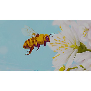 ミツバチ シミュレーター -Switch (【早期購入特典】はちさんストラップ 同梱) (Non-US Version)