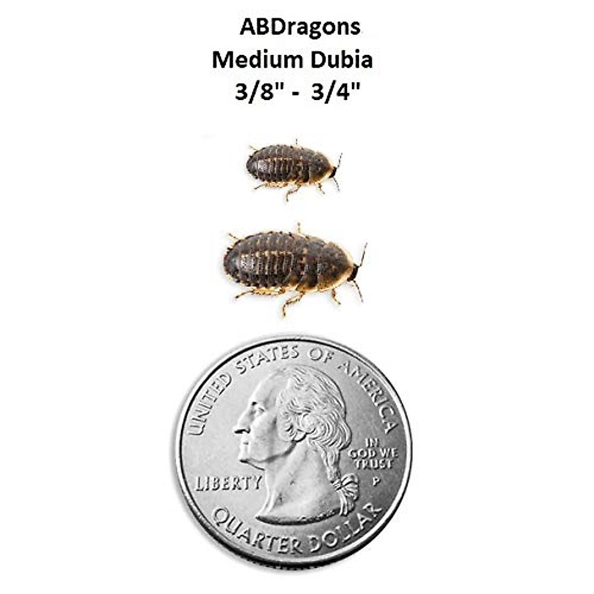 300 Medium Dubia Roaches in CUP