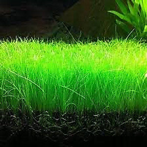 Marcus Fish Tanks - 3X Dwarf Hair Grass Eleocharis Parvula Live Aquarium Plants Carpeting Plant for Aquatic Freshwater Fish Tank