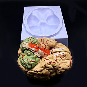 Human Brain Model, Anatomically Accurate Brain Model Life Size Human Brain Anatomy for Science Classroom Study Display Teaching Medical Model