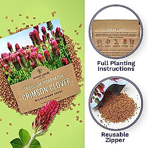 Crimson Clover Seeds – Extra Large Packet – Over 5,000 Open Pollinated Non-GMO Seeds – Trifolium incarnatum