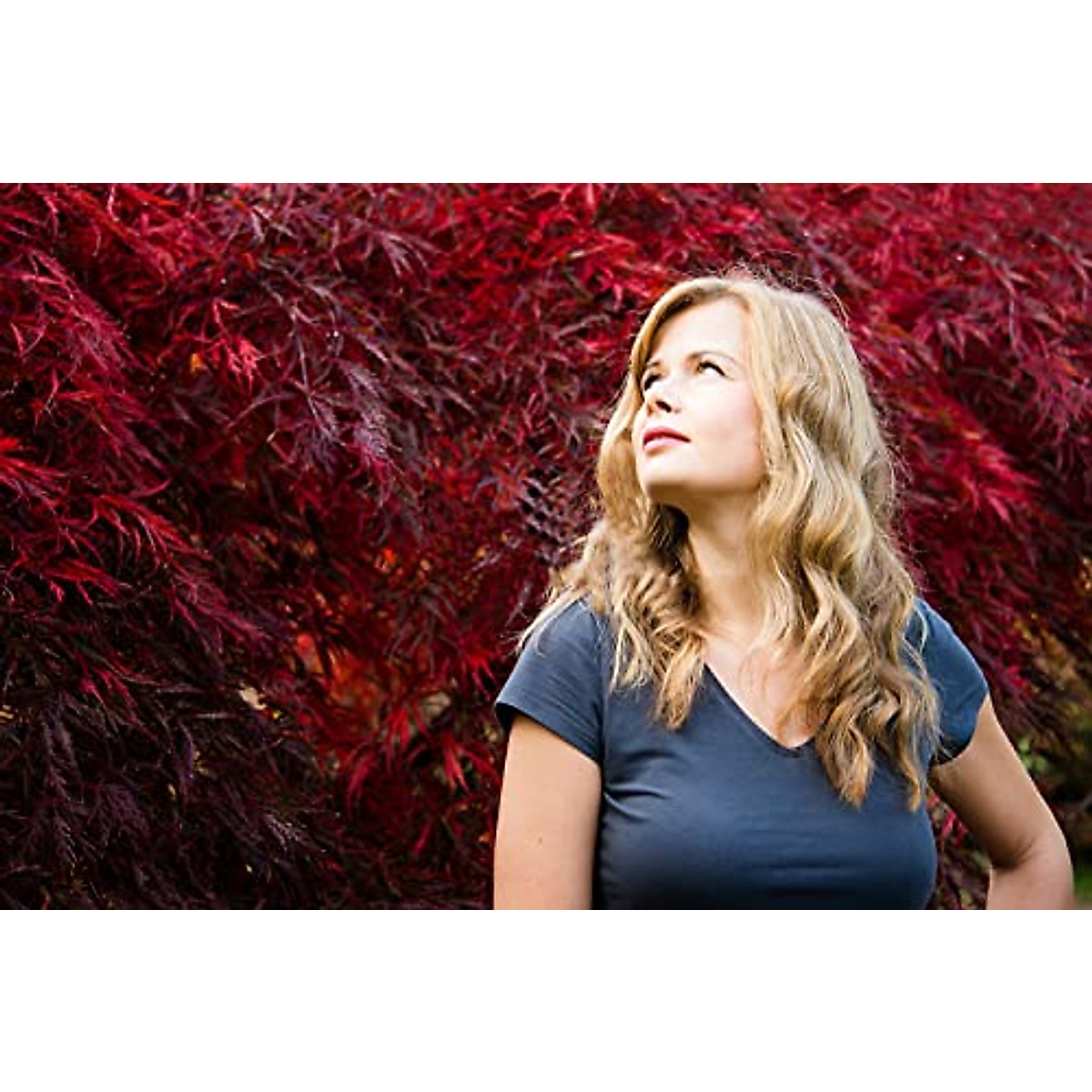 300+ Bonsai Tree Seeds – 10 Popular Varieties of Non GMO Heirloom Bonsai Seeds Red Maple, elm Tree, Blue Spruce, Black Spruce, Black Pine, Wisteria, Sakura, Flame Tree, Bauhinia, Dawn Redwood