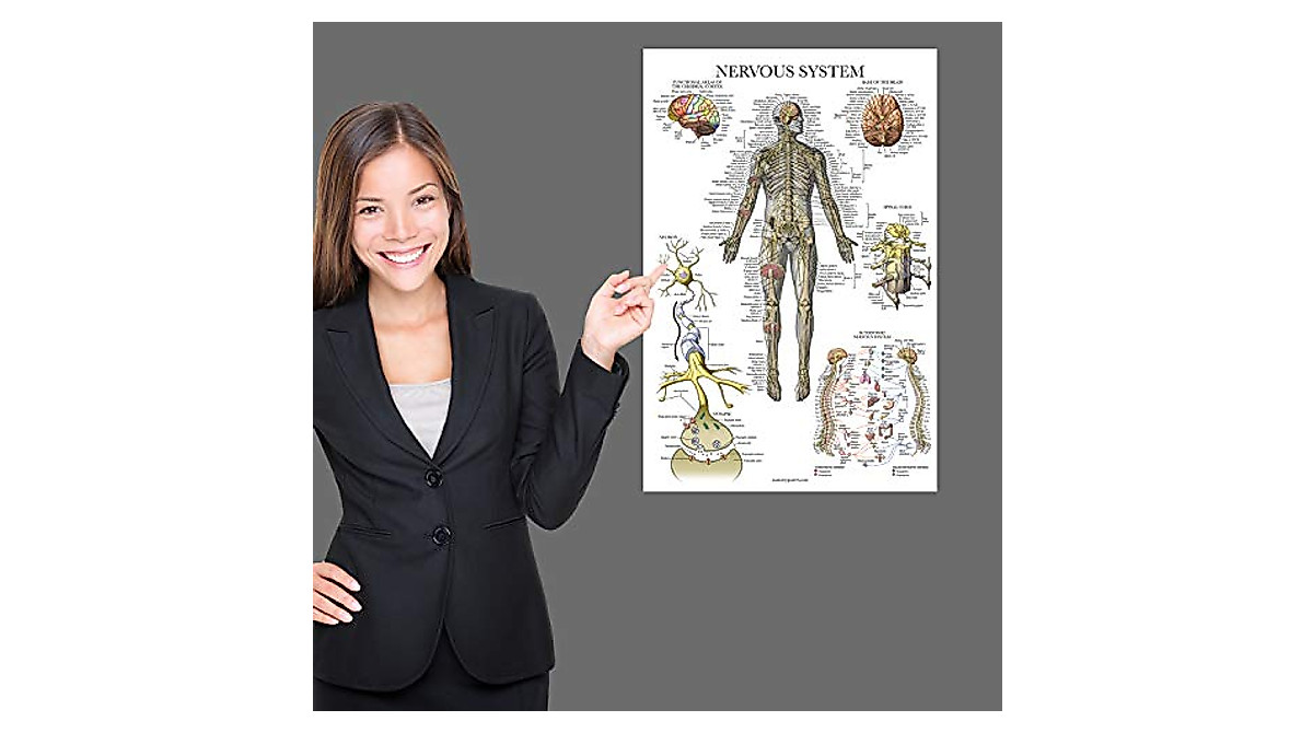 Nervous System Anatomy Poster - Laminated 18x24 for Study & Teaching