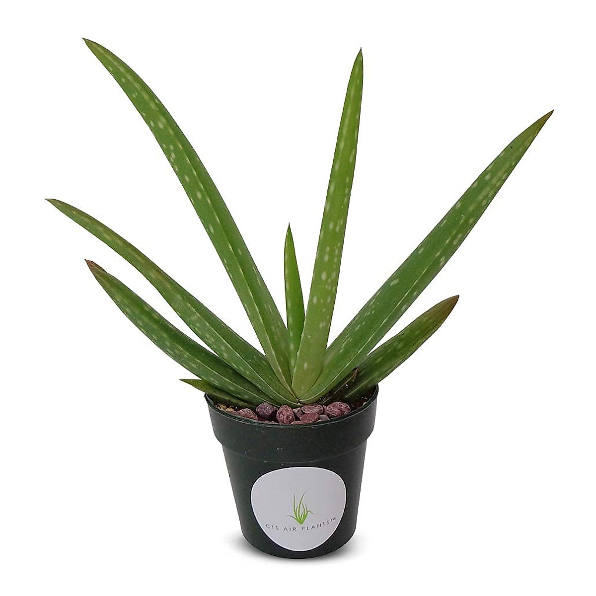 Live Aloe Vera Succulent Aloe Barbadensis Aloe 8"-12" Tall in 3.5" Pot