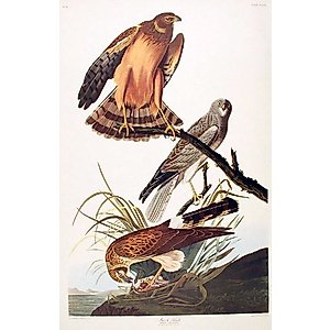 Marsh Hawk. From"The Birds of America" (Amsterdam Edition)