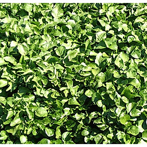 Pepper Cress Seeds Curled for Garden Herb or Microgreens and Sprouting H253 (400 Seeds)