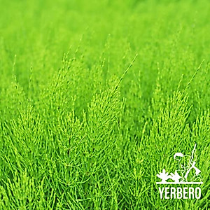 Yerbero - Premium Loose Horsetail Tea 2oz (58gr) | Cola De Caballo Te Herbal | Makes 30+ Cups | Shave Grass - Snake Grass | Stand Up Resealable Bag | Crafted By Nature100% All Natural.