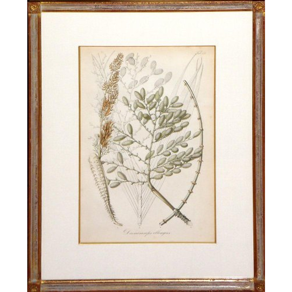 Tab 139 - Daemonorops heteracanthus (Rattan plant)