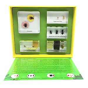 Lifecycle of a Honey Bee in Acrylic Block Science Classroom Specimens for Science Education