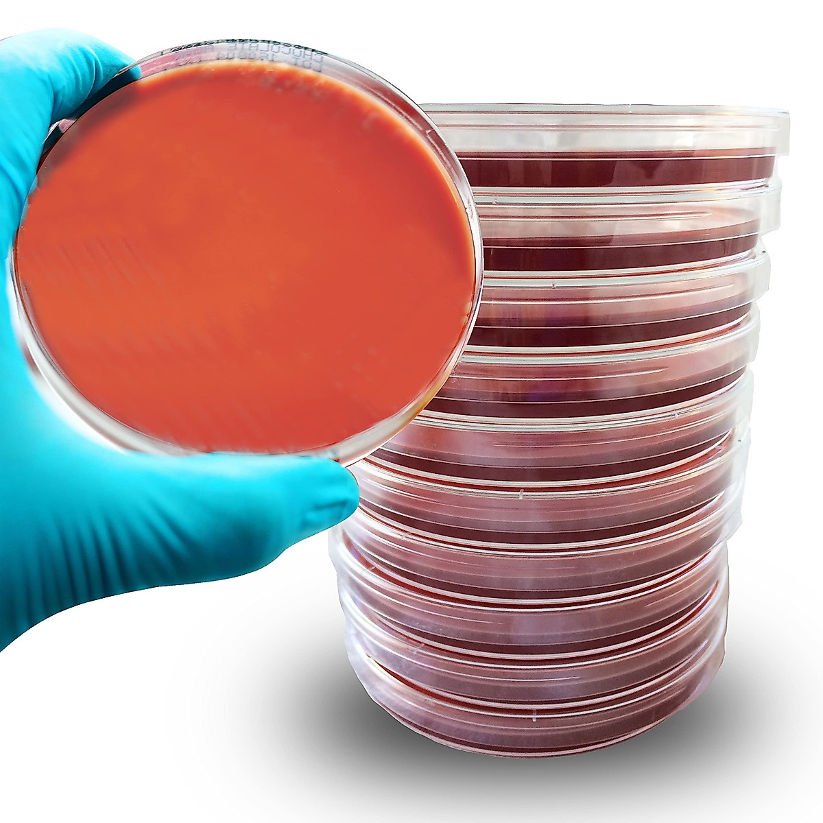 MacConkey Agar Plates - Evviva Sciences - 10 Prepoured MacConkey Agar Petri Dishes - Great for Science Fair Projects