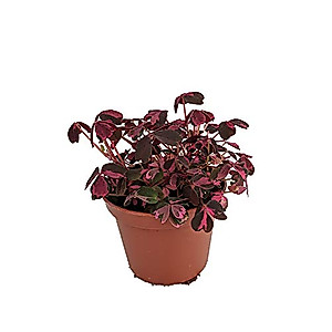 Plum Crazy Shamrock - Oxalis - 2.5" Pot - Fairy Garden Plant/House Plant/Edible