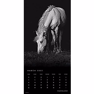 The BrownTrout Portrait Series: The Noble Horse | 2023 12 x 24 Inch Monthly Square Wall Calendar | Pets Equestrian